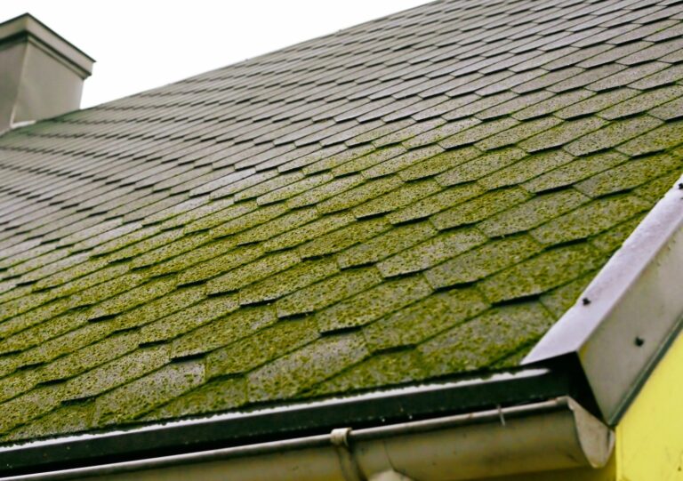 Roof Moss Removal and Prevention Tips for Boosted Appeal - Champia Real ...